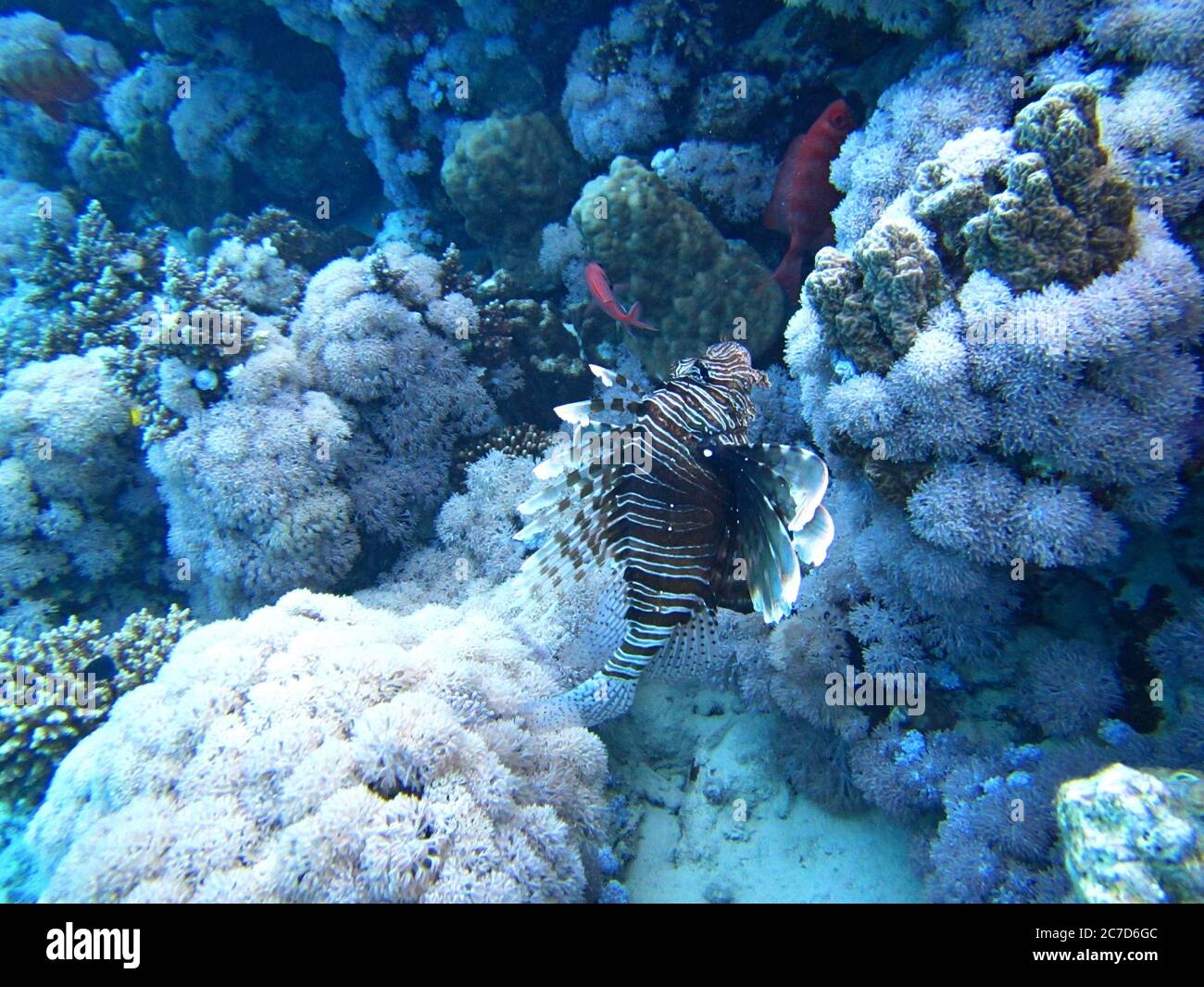 Shot beautiful lionfish undersea hi-res stock photography and images ...