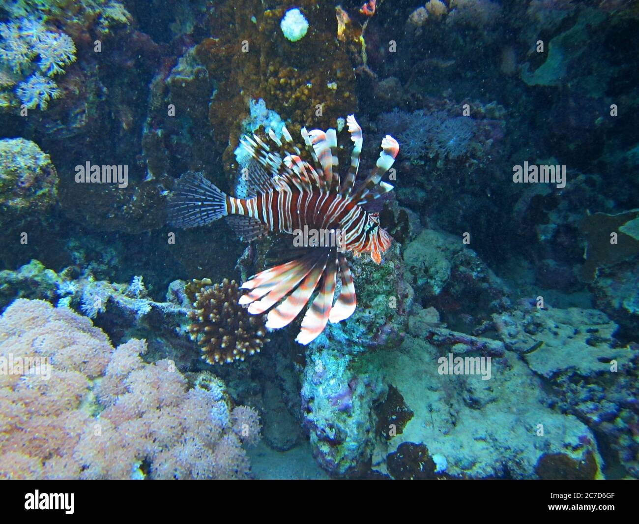 Shot beautiful lionfish undersea hi-res stock photography and images ...