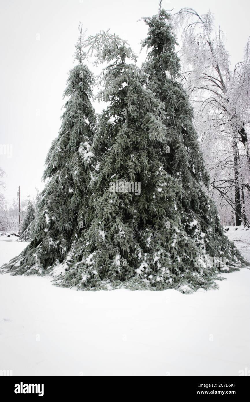 Pine Trees Covered in ice Stock Photo - Alamy
