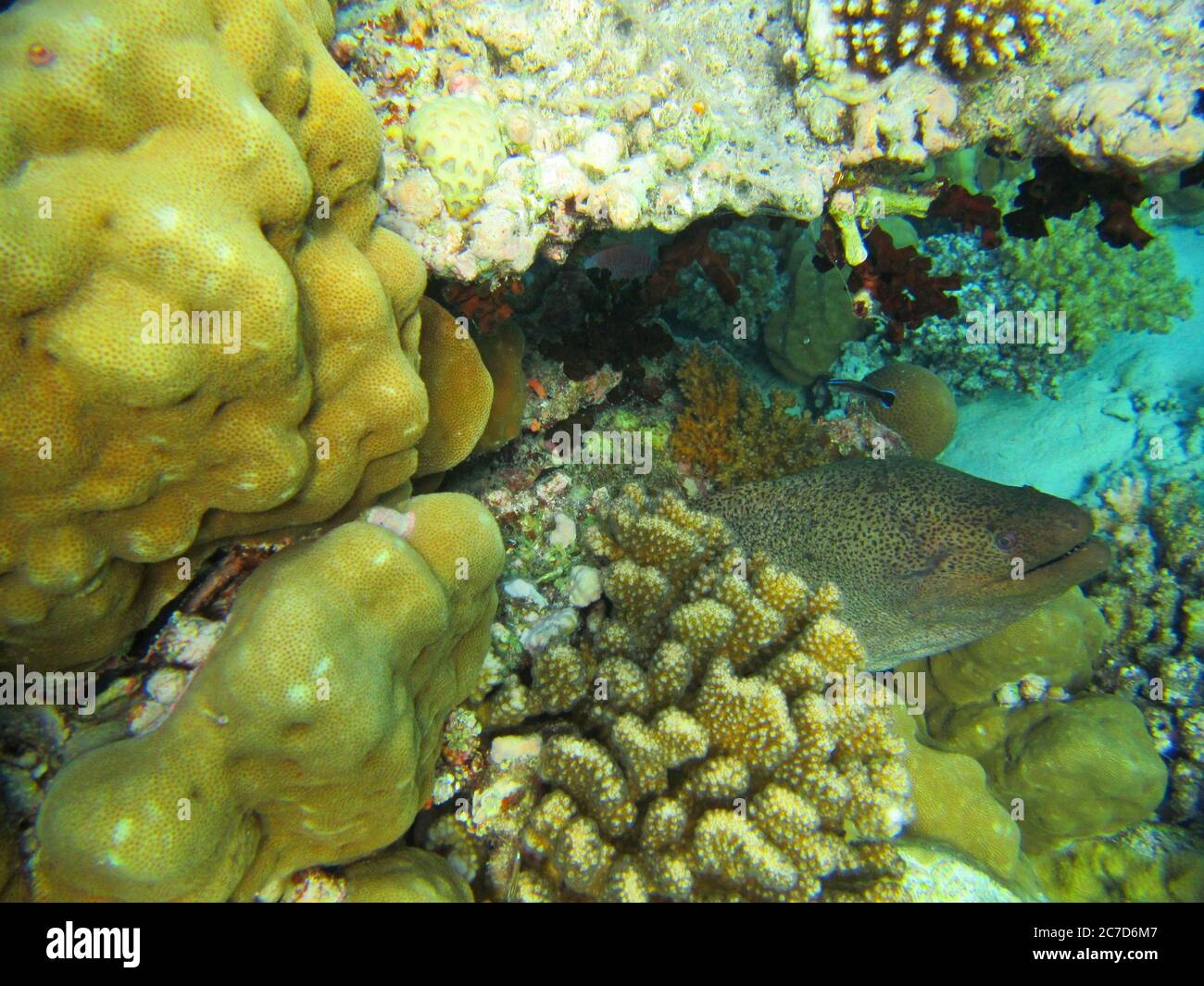 Underwater shot moray eel hiding hi-res stock photography and images ...