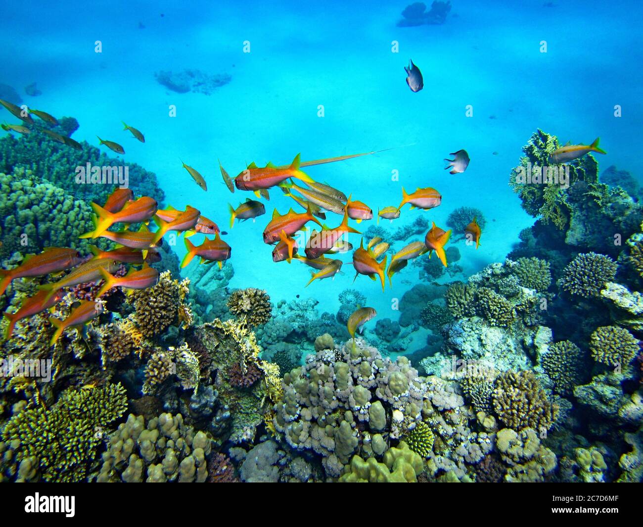 Barbados Reef Fish High Resolution Stock Photography and Images - Alamy