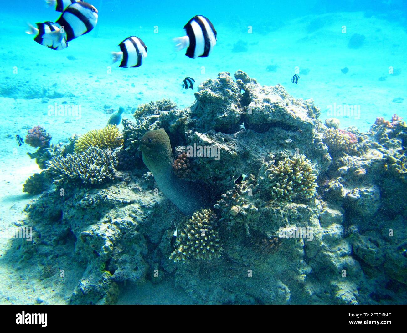 Fish lateral line pacific hi-res stock photography and images - Alamy