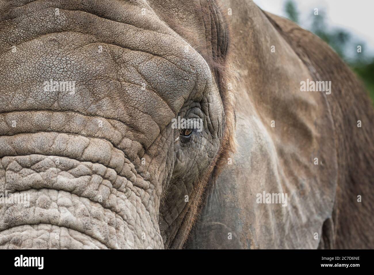 Elephant west midlands safari park hi-res stock photography and images ...