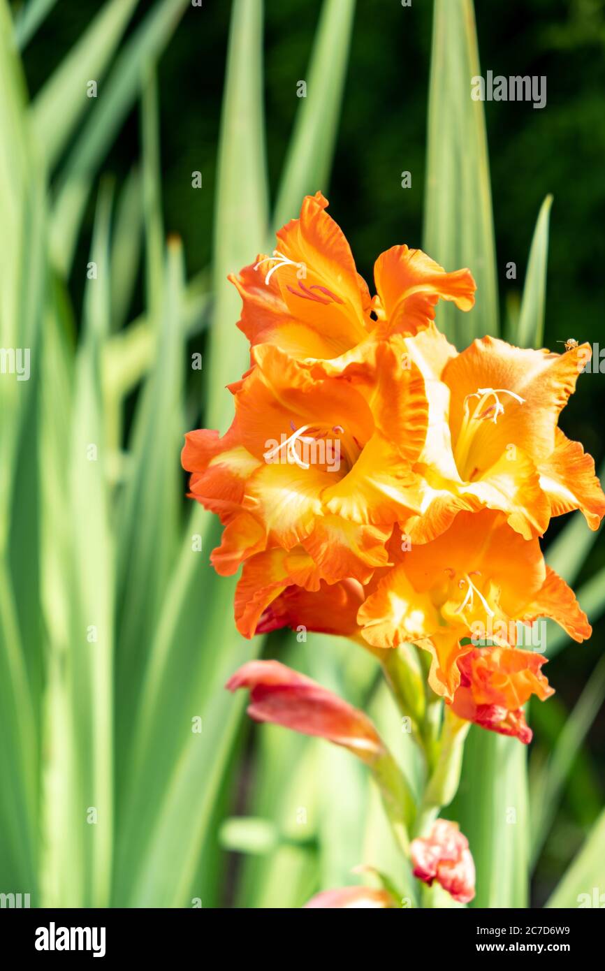 Orange gladioluses hi-res stock photography and images - Alamy