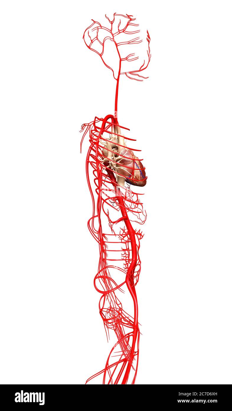 3d rendered medically accurate illustration of arteries Stock Photo - Alamy