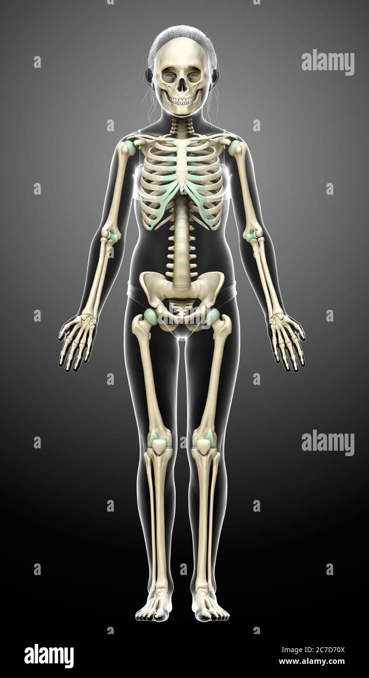 3d rendered, medically accurate illustration of a young girl skeleton ...