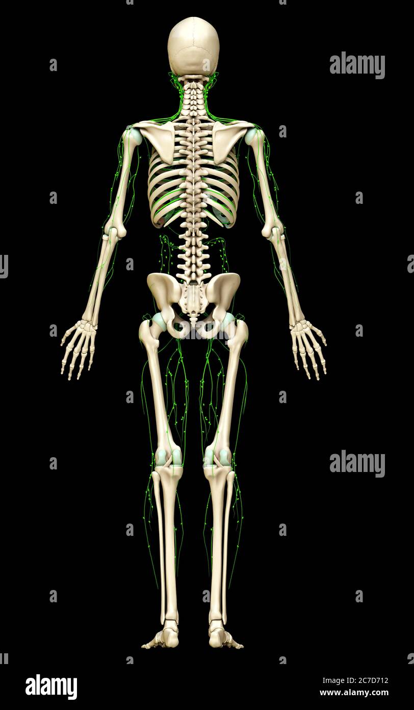 3d rendered, medically accurate illustration of the skeleton system ...
