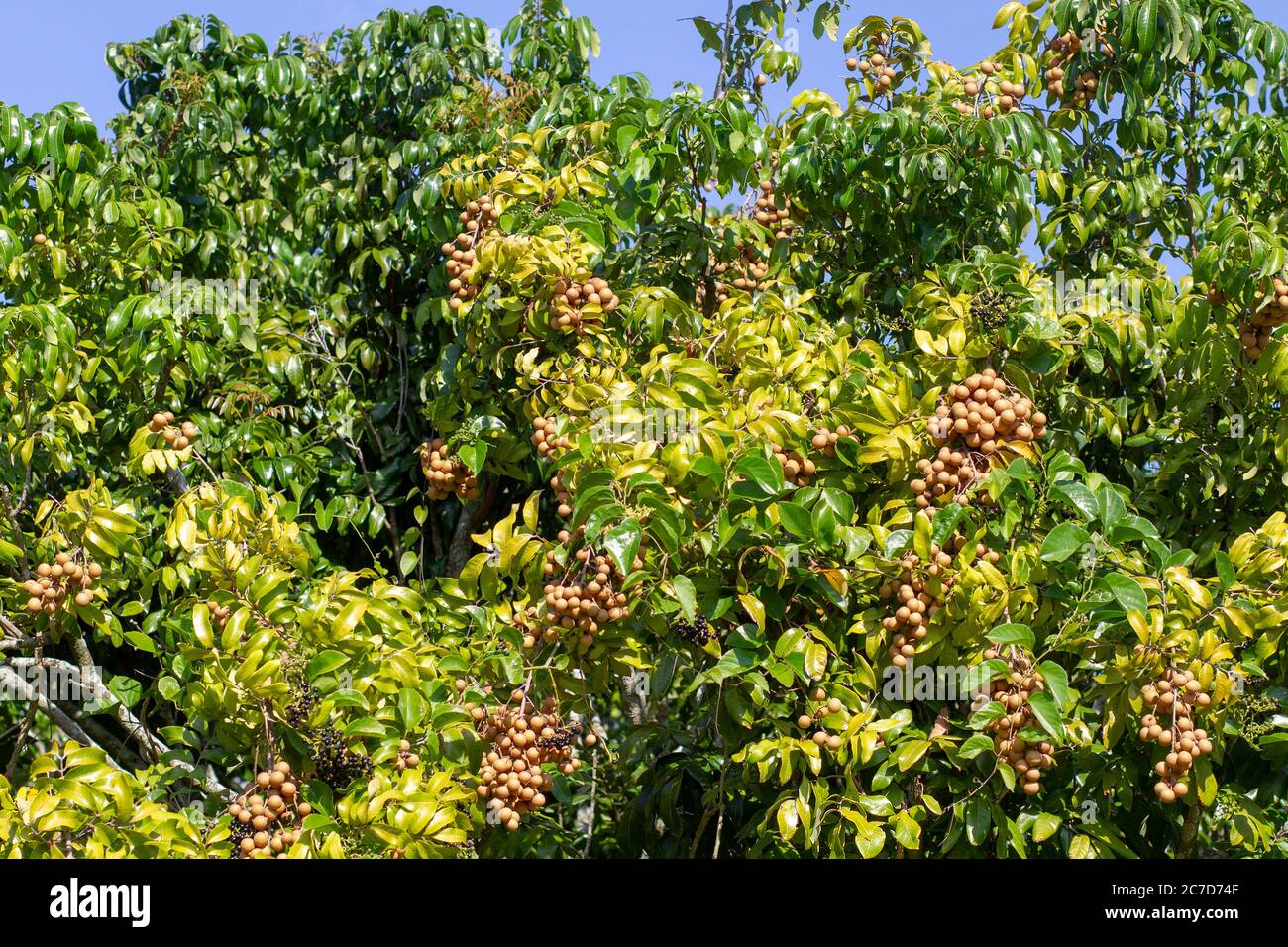 Longan tree hi-res stock photography and images - Alamy