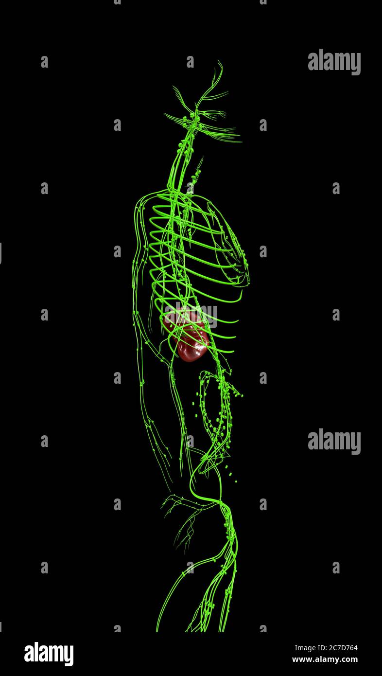 3d rendered medically accurate illustration of the lymphatic system ...