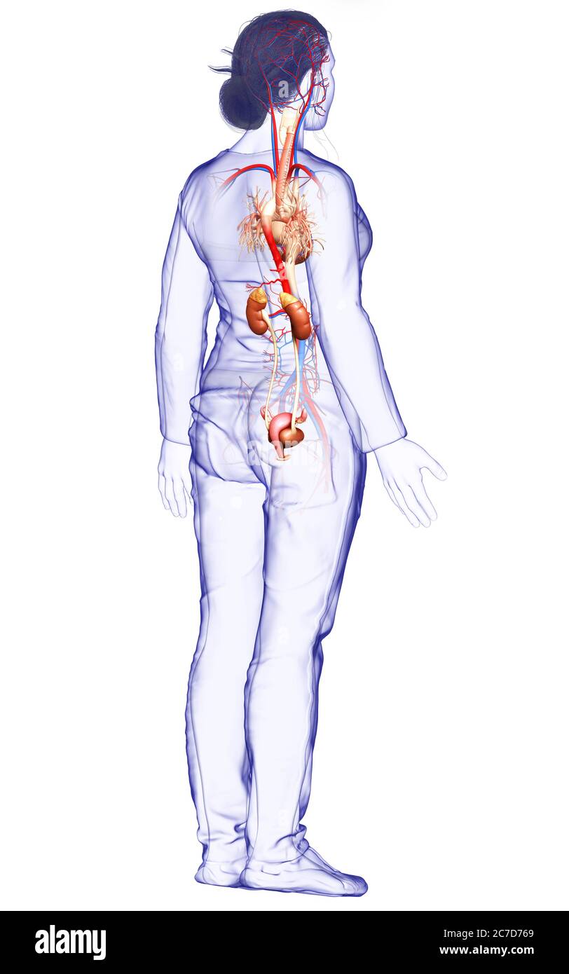 3d rendered, medically accurate illustration of the female kidneys and ...