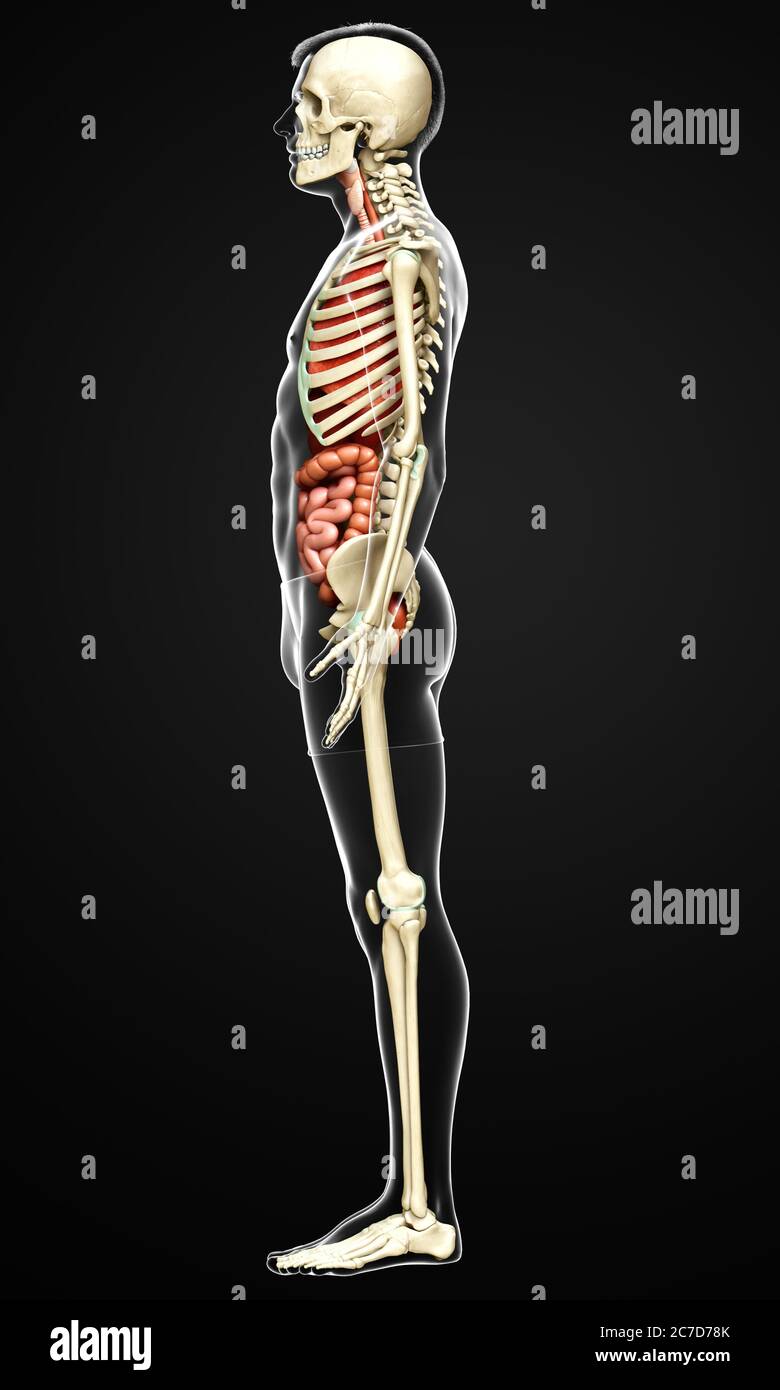 3d rendered medically accurate illustration of male Internal organs and ...