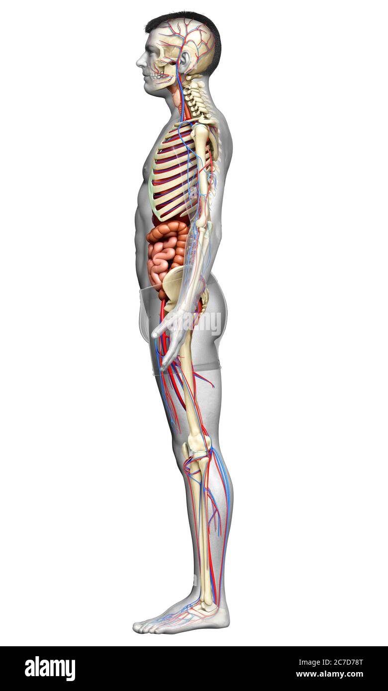 3d Rendered Medically Accurate Illustration Of Male Internal Organs