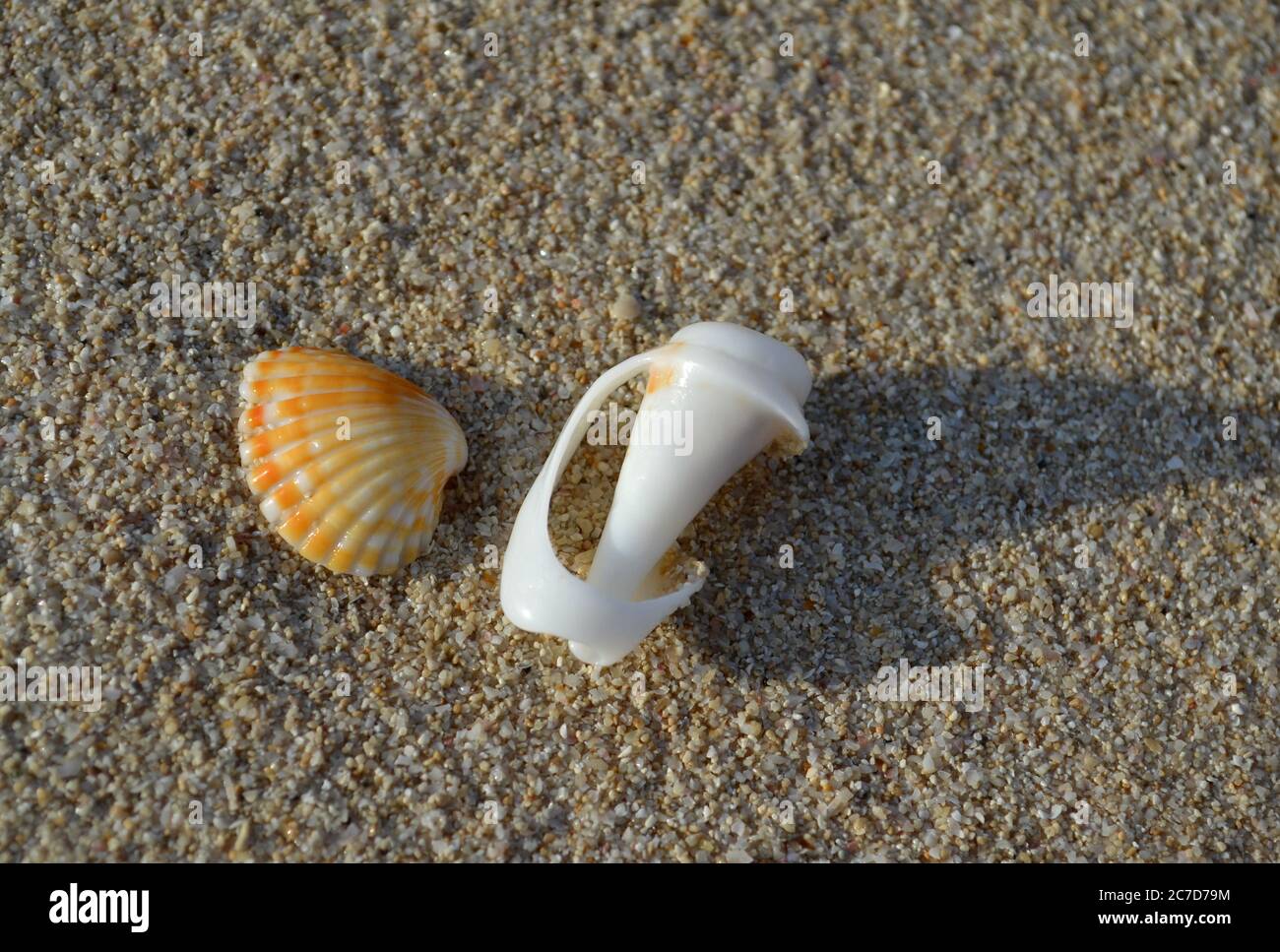 Shells on the beach in Dubai Stock Photo - Alamy