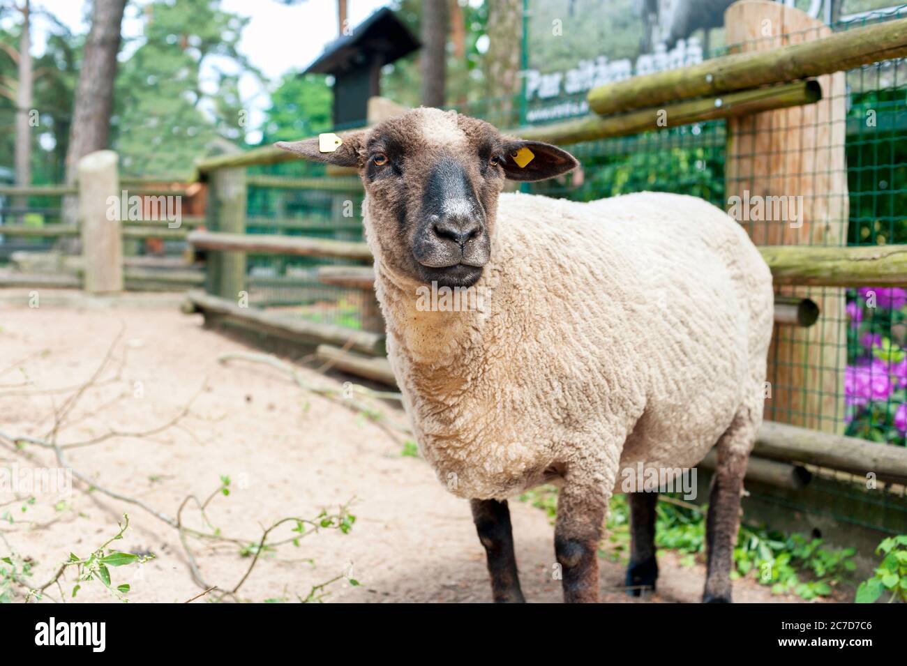 Suffolk ram hi-res stock photography and images - Alamy