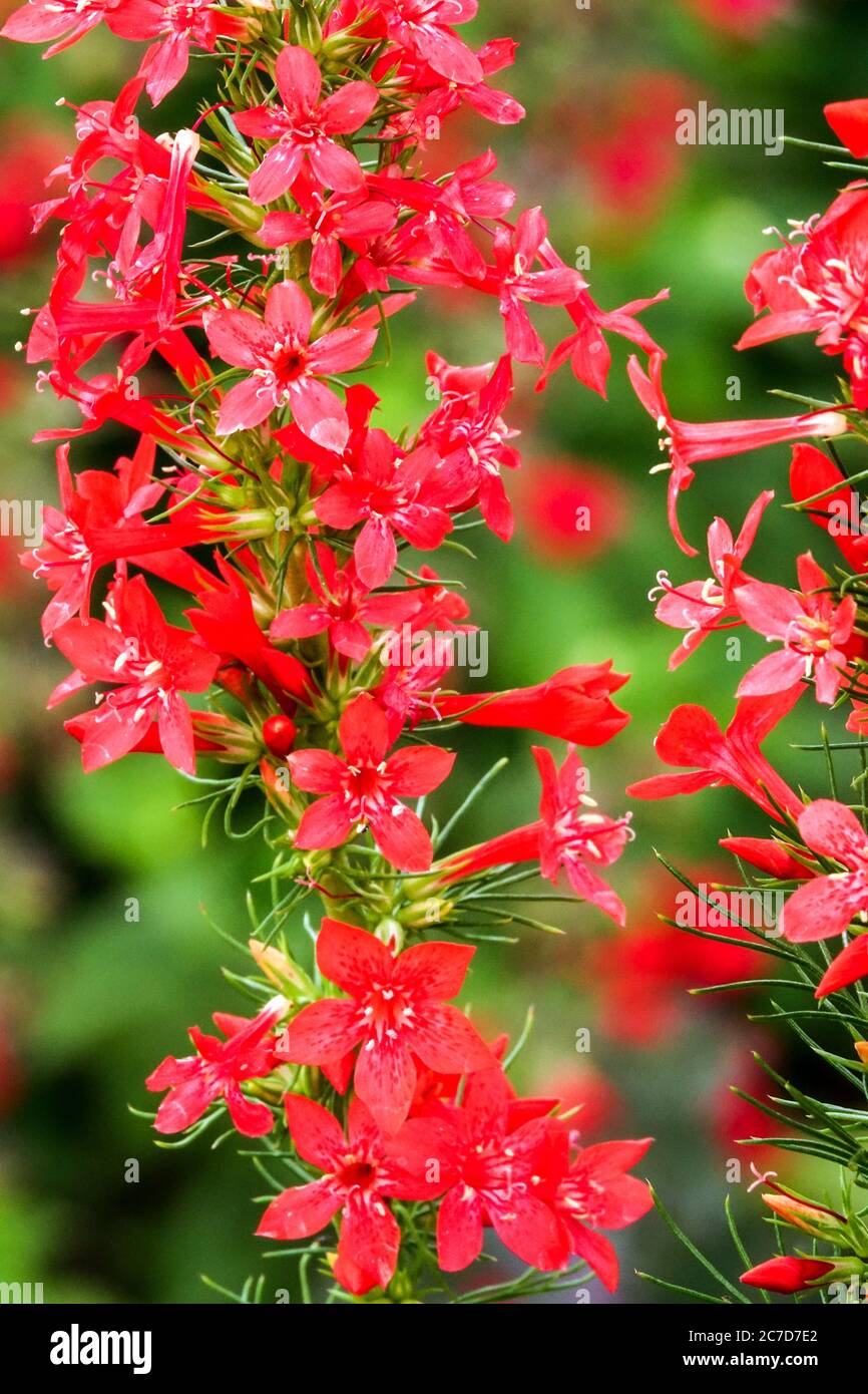 Ipomopsis rubra hi-res stock photography and images - Alamy