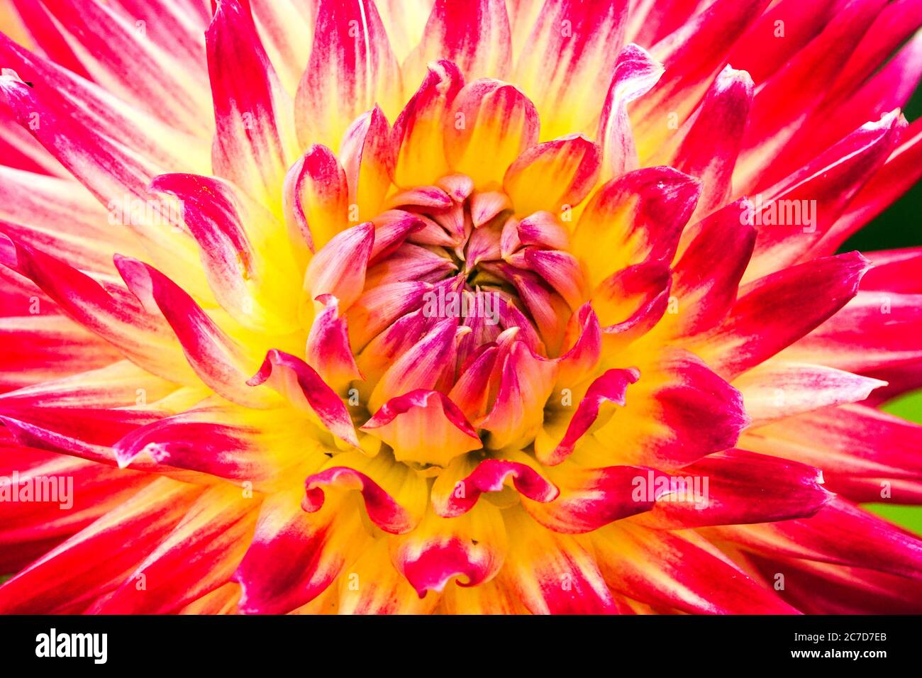 Red decorative dahlia close up hi-res stock photography and images - Alamy