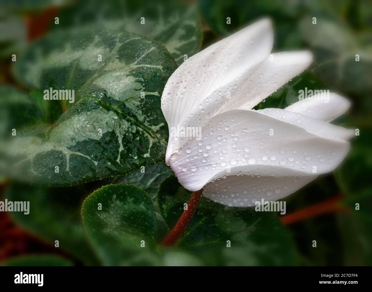 Blurred flower of white cyclamen after the rain Stock Photo - Alamy