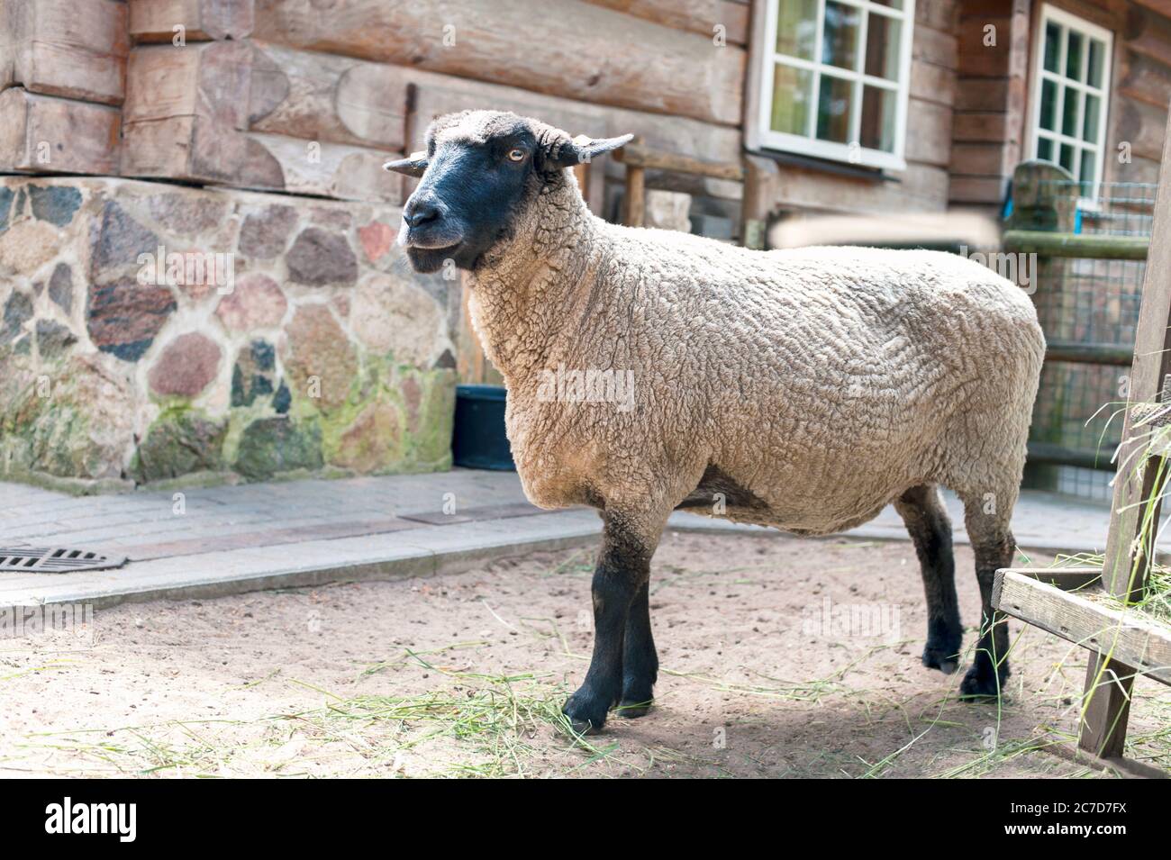 Purebred suffolk sheep standing in fold at ranch. Side view. Horizontal ...