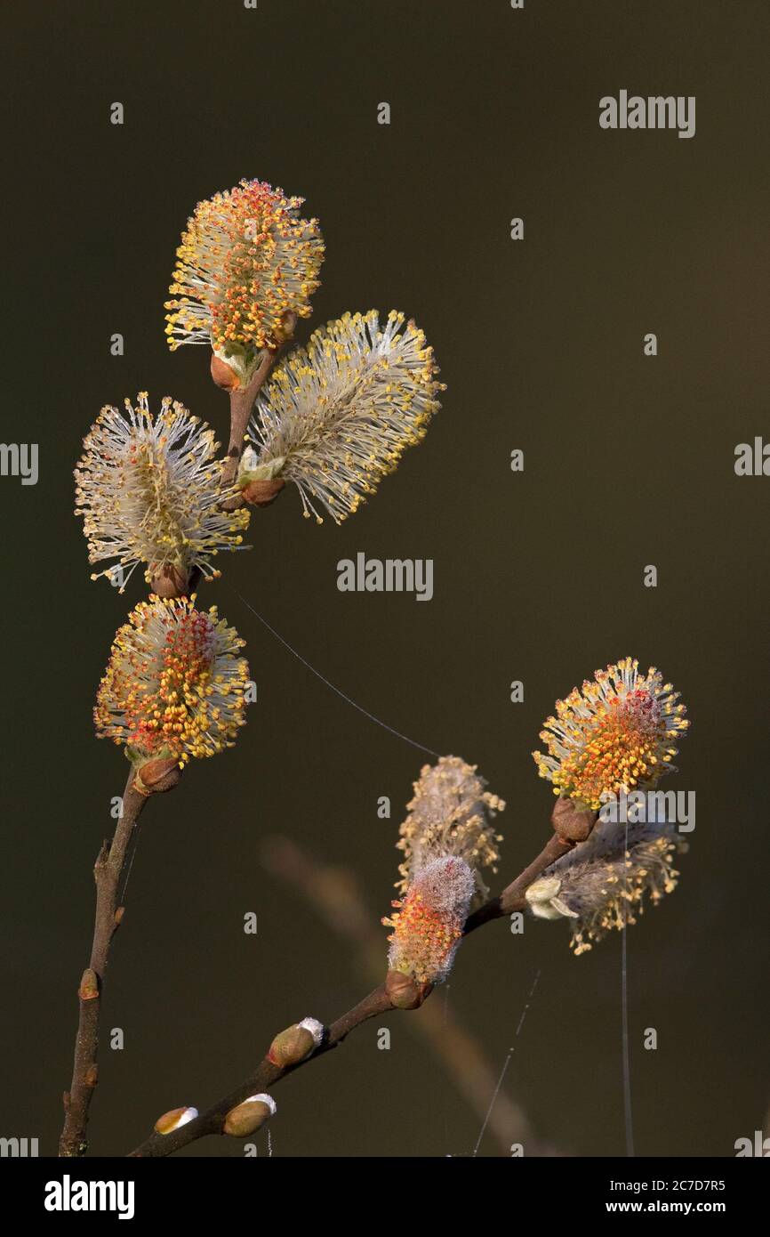 Sallow tree hi-res stock photography and images - Alamy