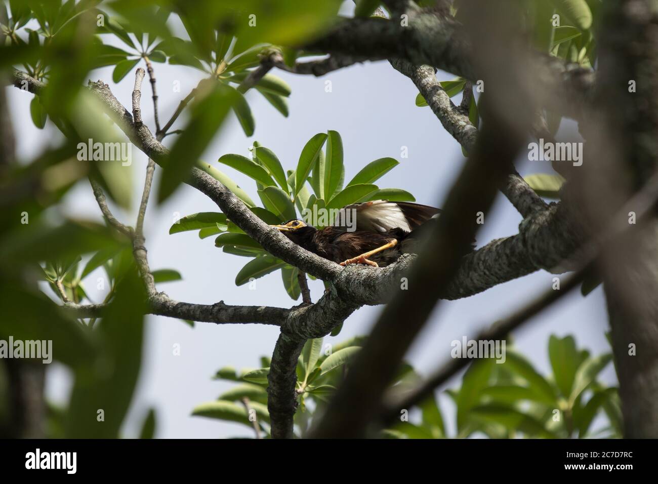Red whiskered Bulbul Bird on Tree ,Pycnonotus jocosus Stock Photo - Alamy