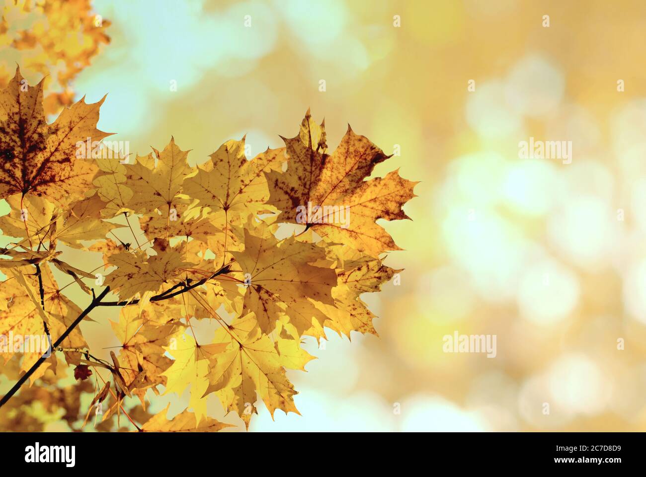 Blurred yellow backdrop color hi-res stock photography and images - Alamy