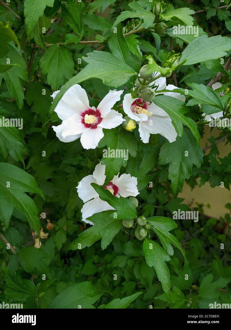 Flowers of white Syrian tree hibiscus on a bush Stock Photo - Alamy