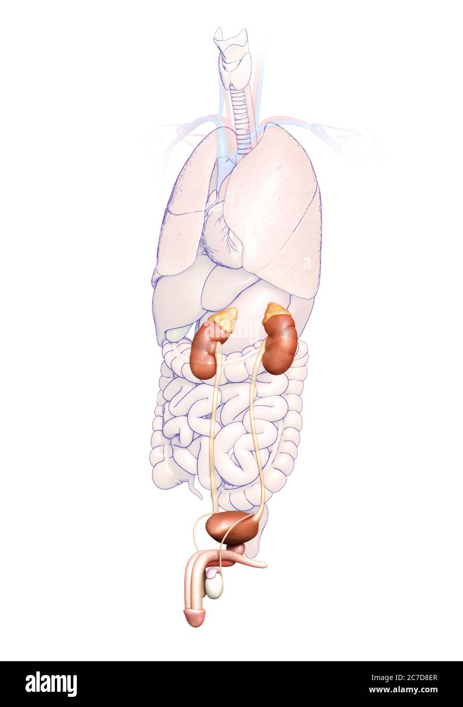3d rendered, medically accurate illustration of the kidneys and urinary ...
