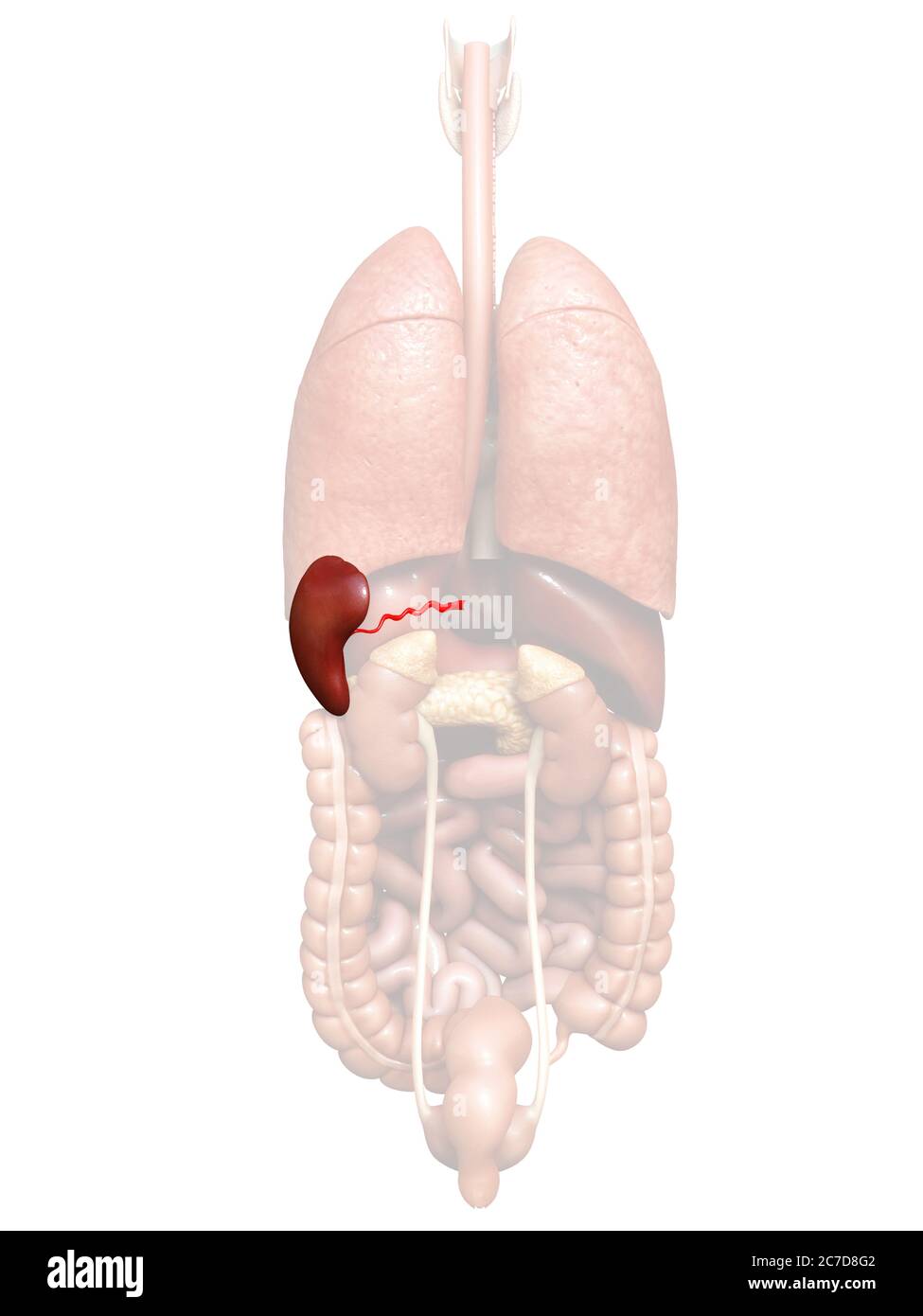 3d rendered, medically accurate illustration of the Spleen Anatomy ...