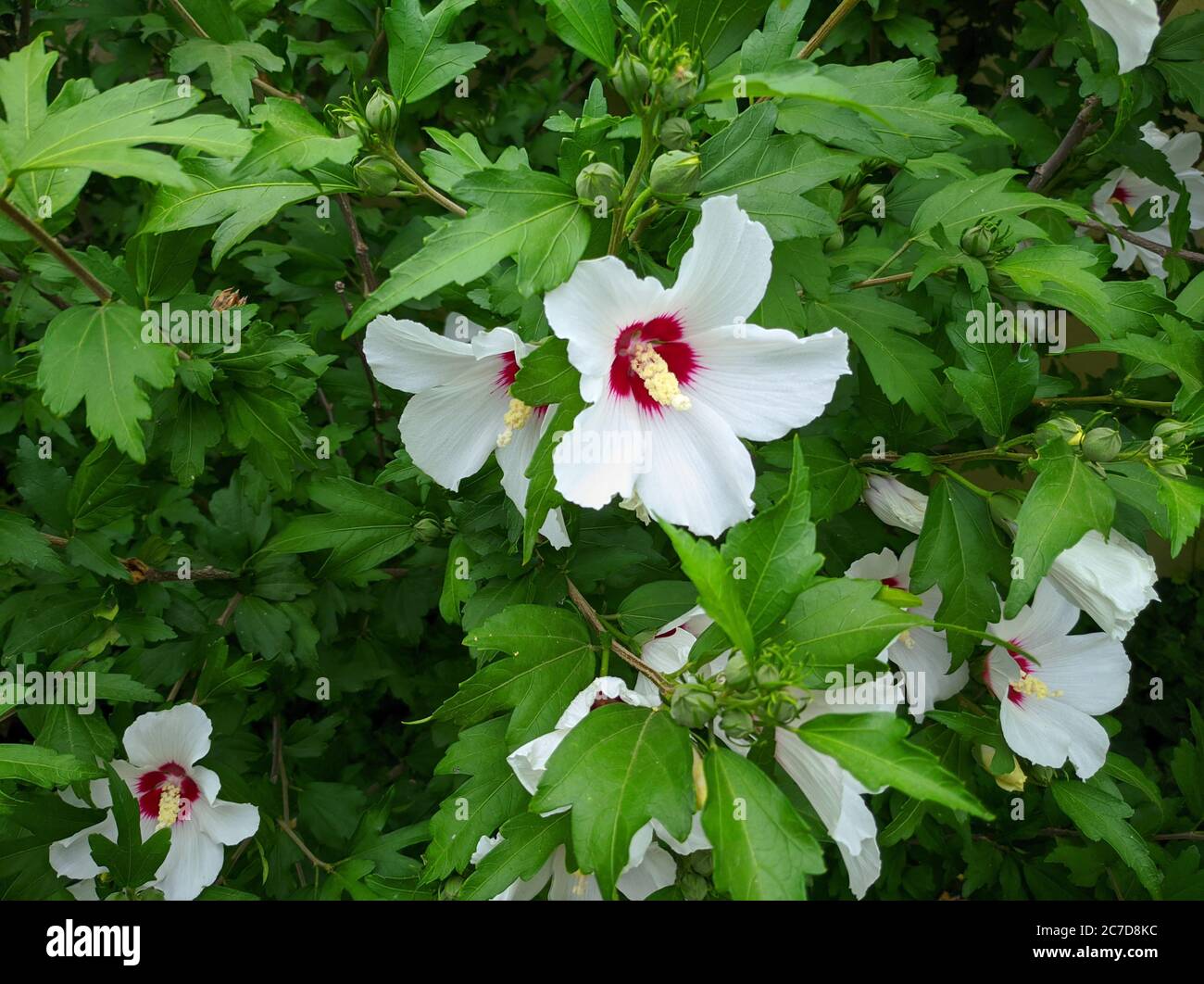 Flowers of white Syrian tree hibiscus on a bush Stock Photo - Alamy