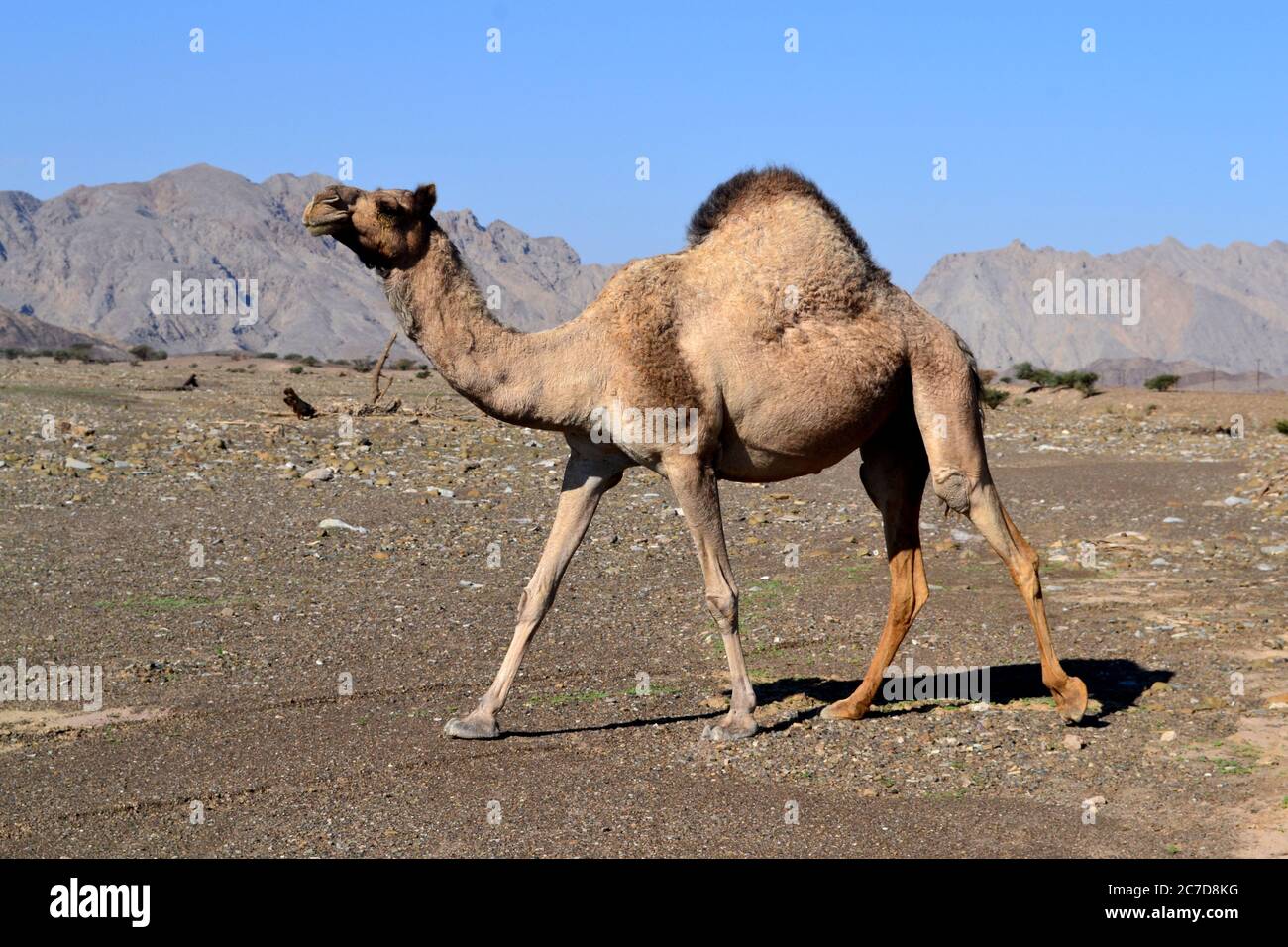 One camel in the desert Stock Photo - Alamy
