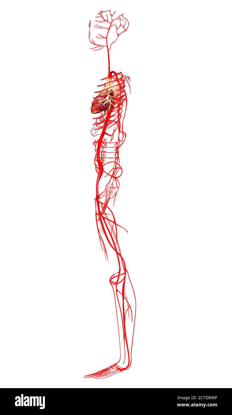 3d rendered medically accurate illustration of arteries Stock Photo - Alamy