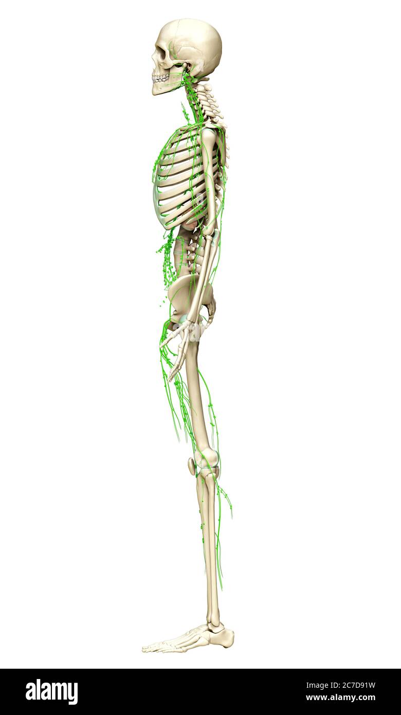 Lymphatic system of the upper body hi-res stock photography and images ...