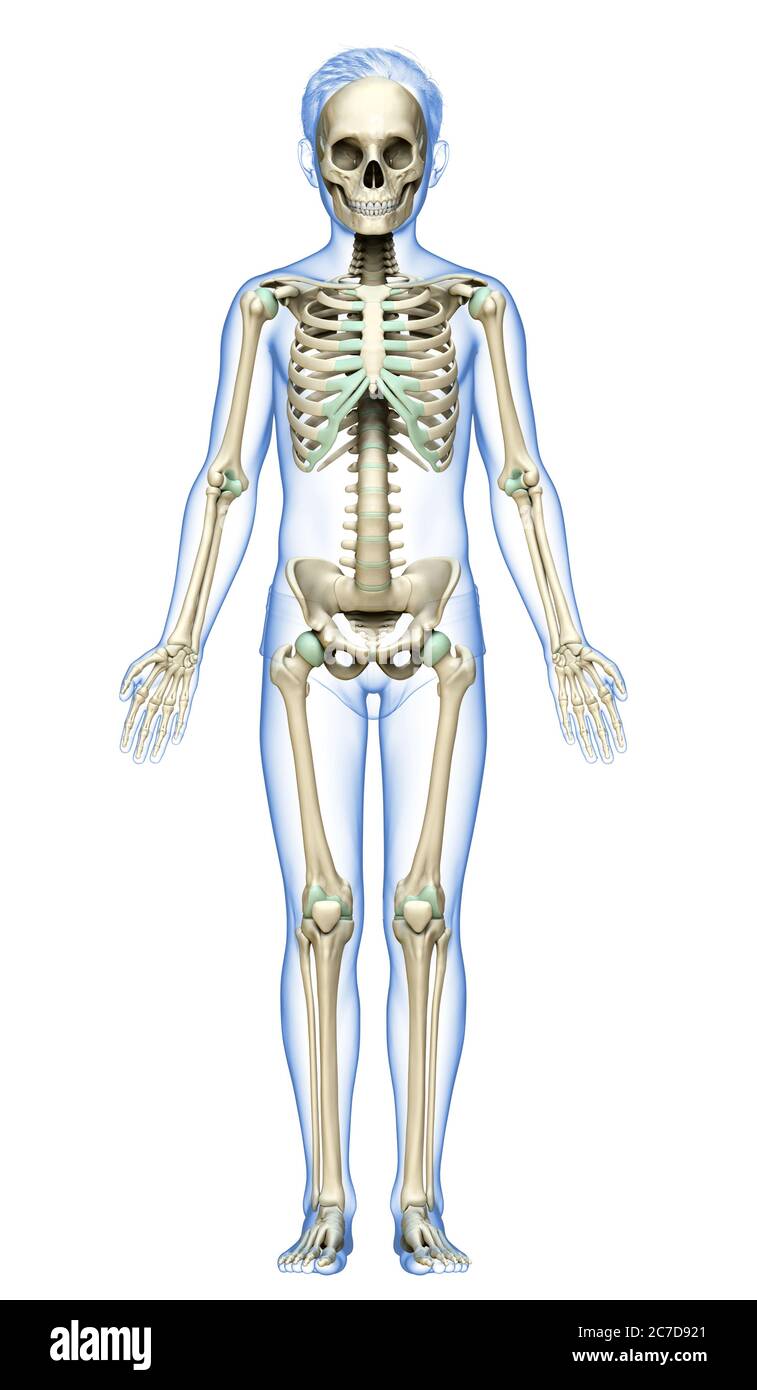 3d rendered, medically accurate illustration of a young boy skeleton ...