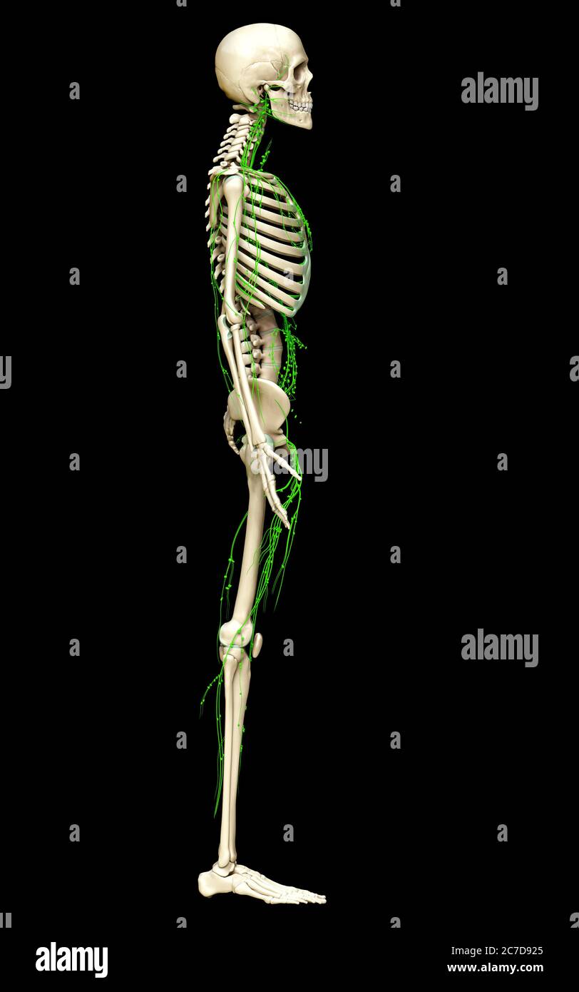 Lymphatic system of the upper body hi-res stock photography and images ...