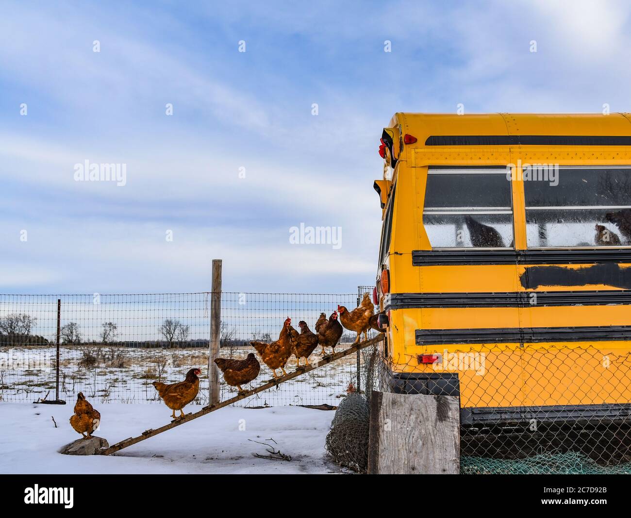 Chickens Going to School Stock Photo - Alamy