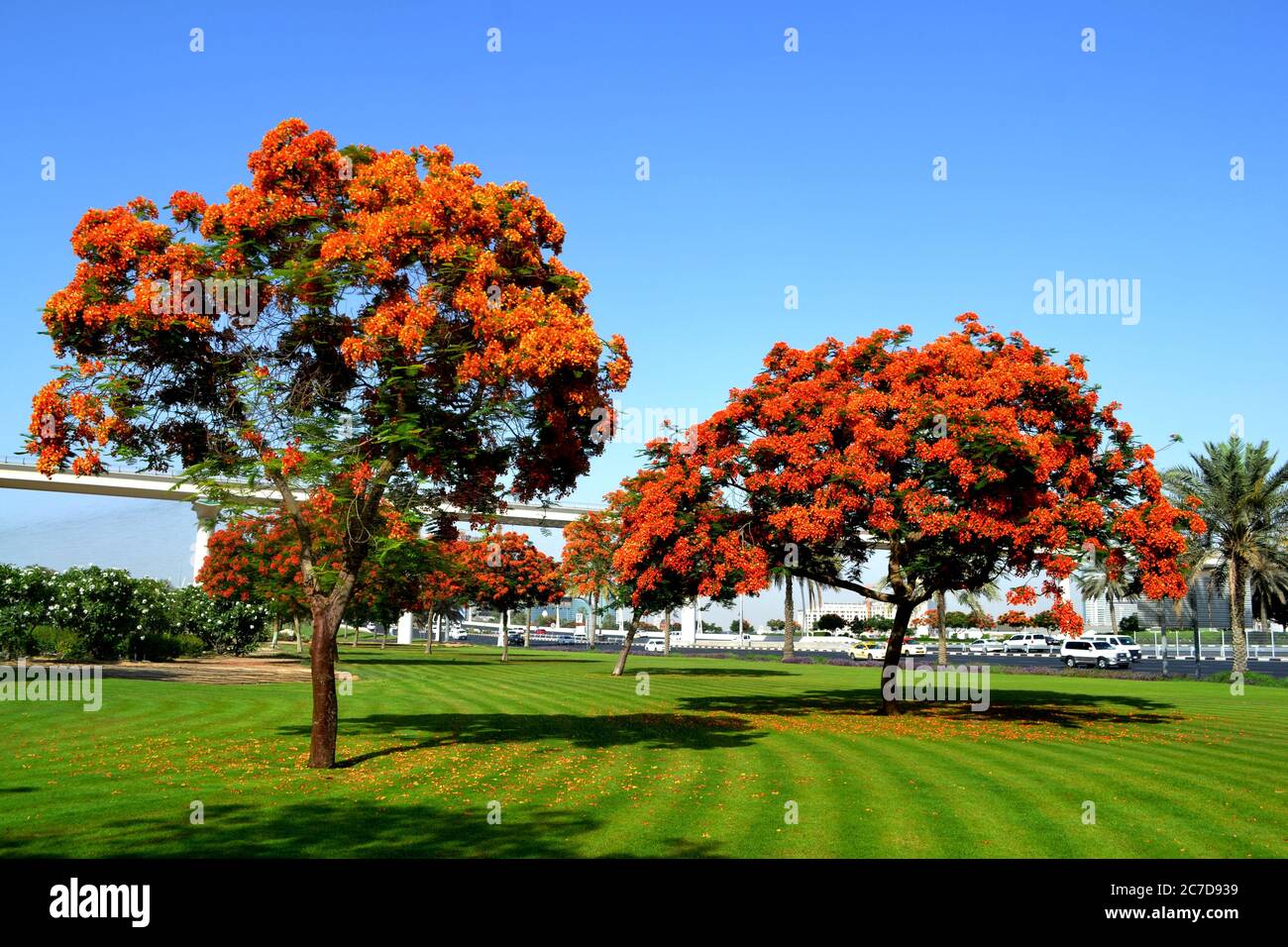 Red flamboyant trees in Dubai Stock Photo - Alamy