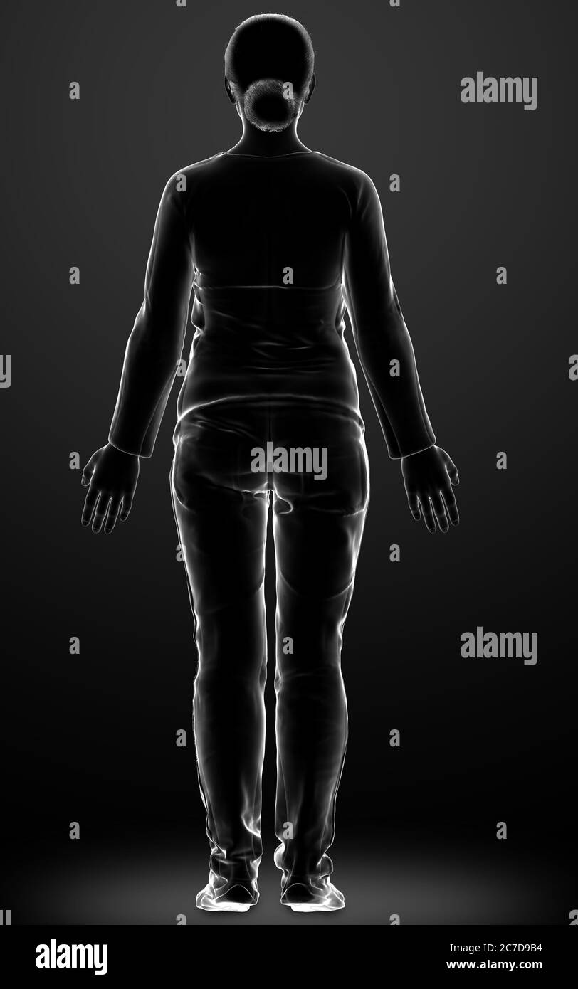 3d rendered illustration of the female body Stock Photo - Alamy