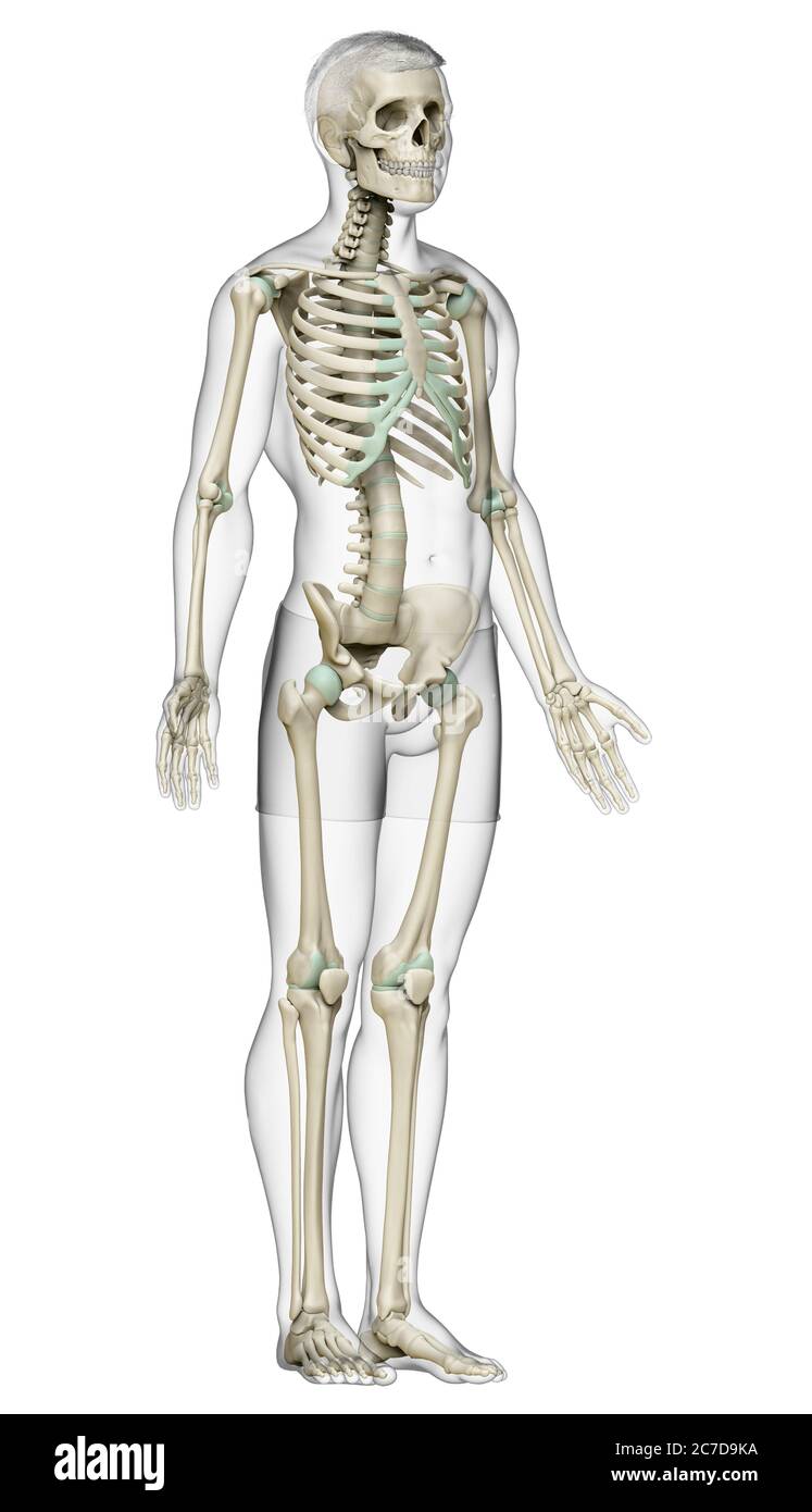 3d rendered, medically accurate illustration of a male skeleton system ...
