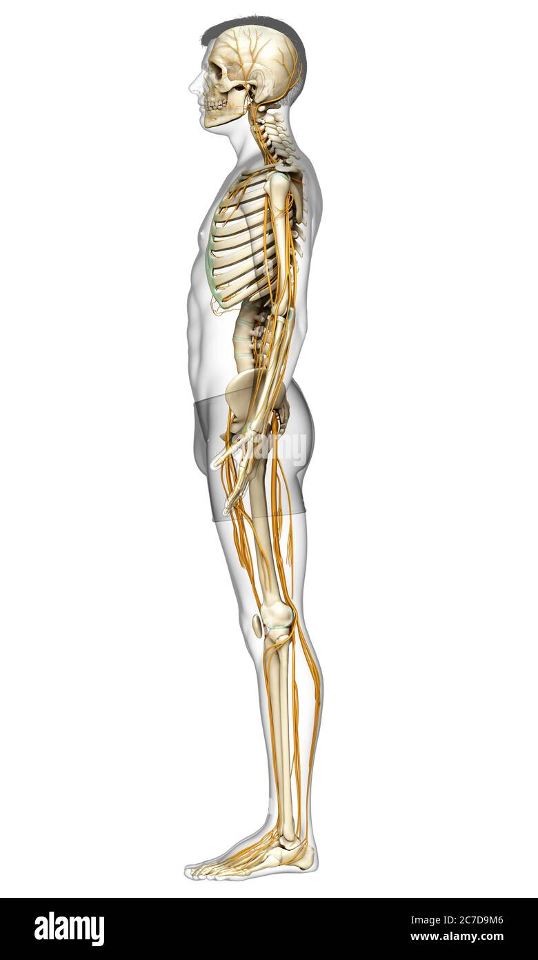 3d rendered medically accurate illustration of the nervous system and ...