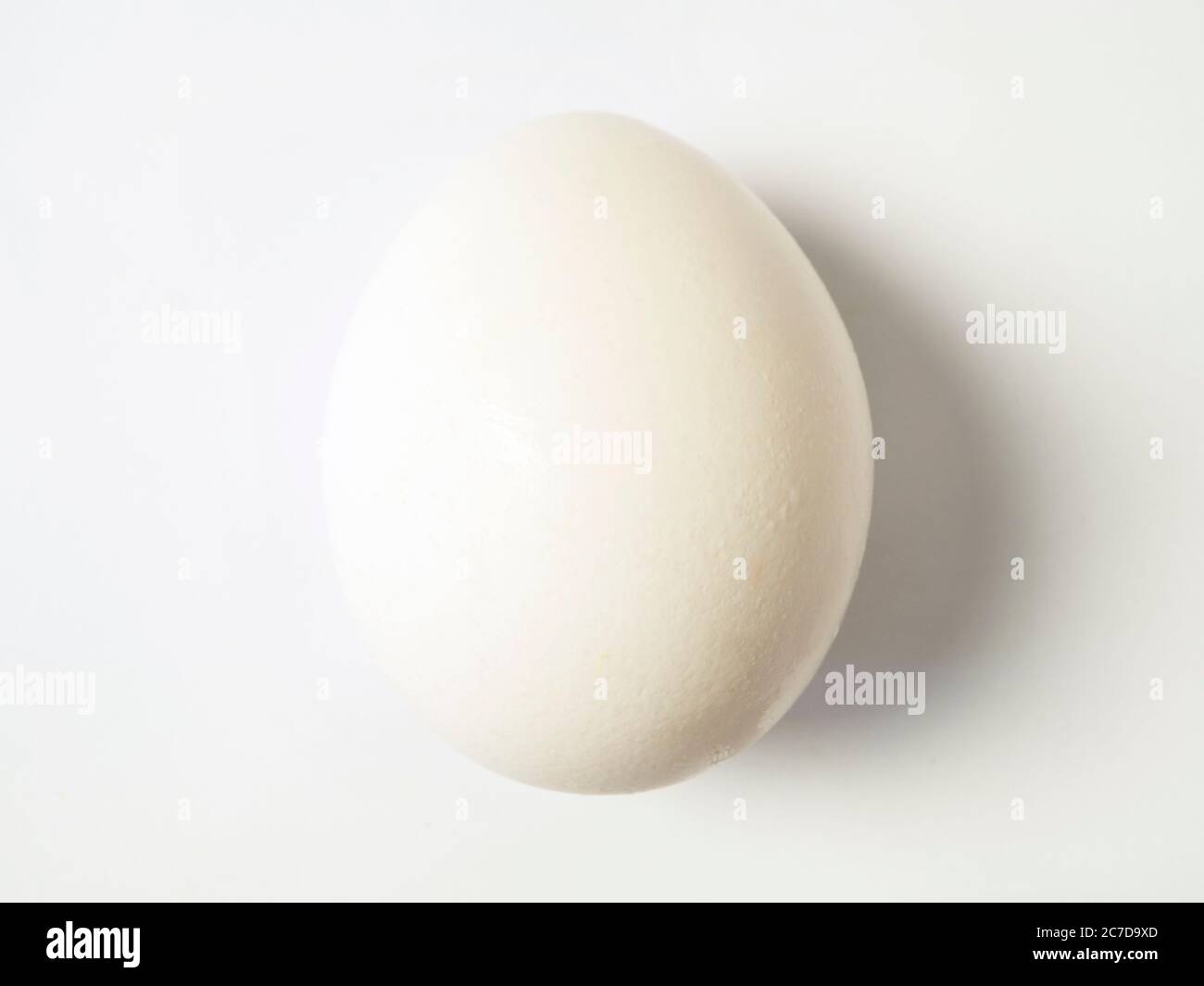 A single white egg isolated on a white background with copy space Stock ...