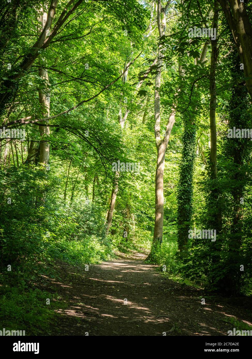 Beautiful nature photo of walking path through the forest hi-res stock ...