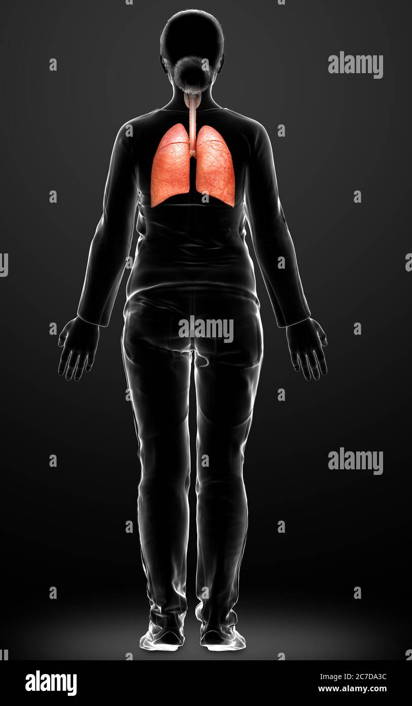 3d rendered, medically accurate illustration of a female lung anatomy ...