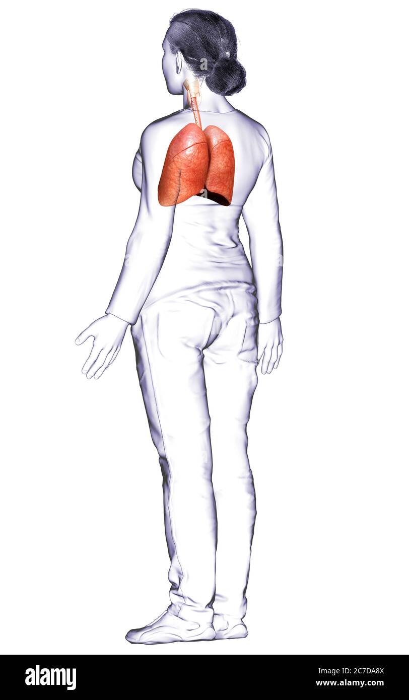 3d rendered, medically accurate illustration of a female lung anatomy ...