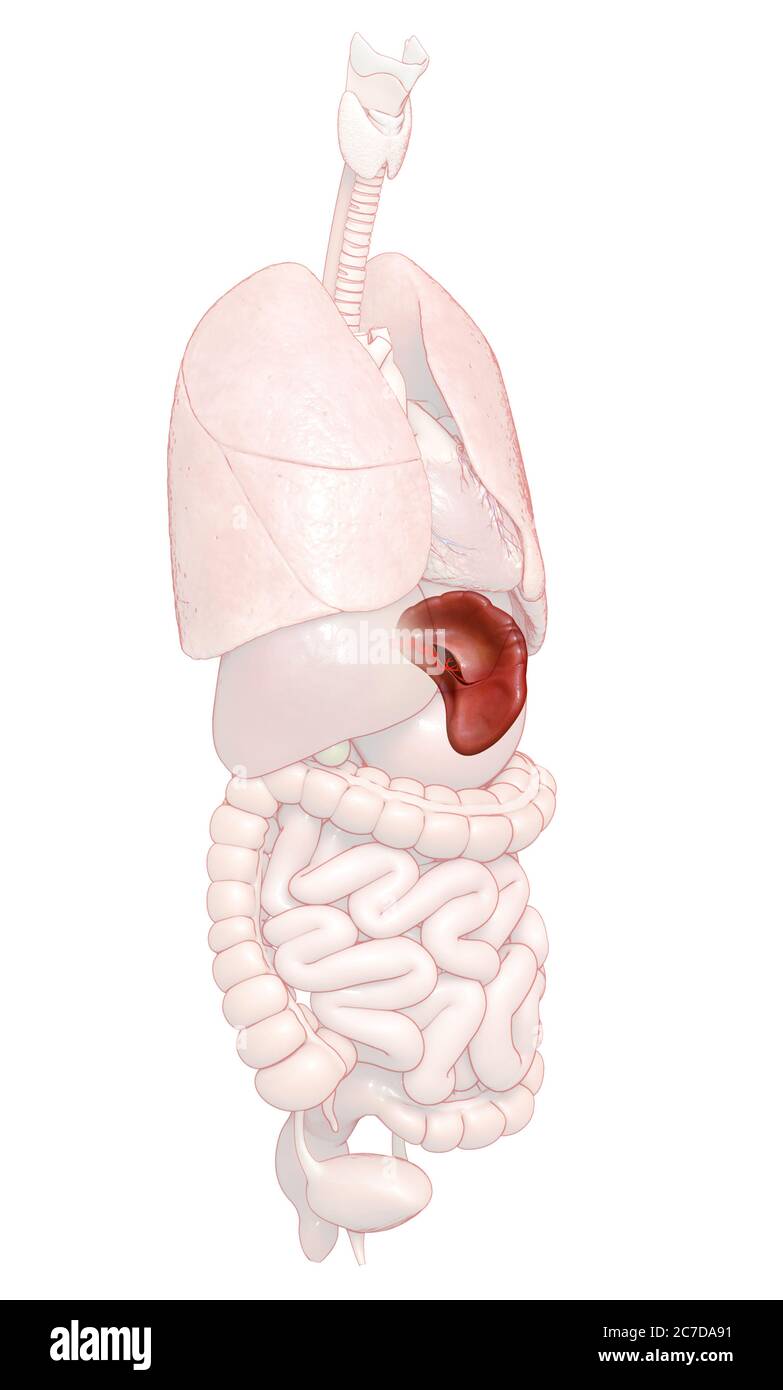 3d rendered, medically accurate illustration of the Spleen Anatomy ...