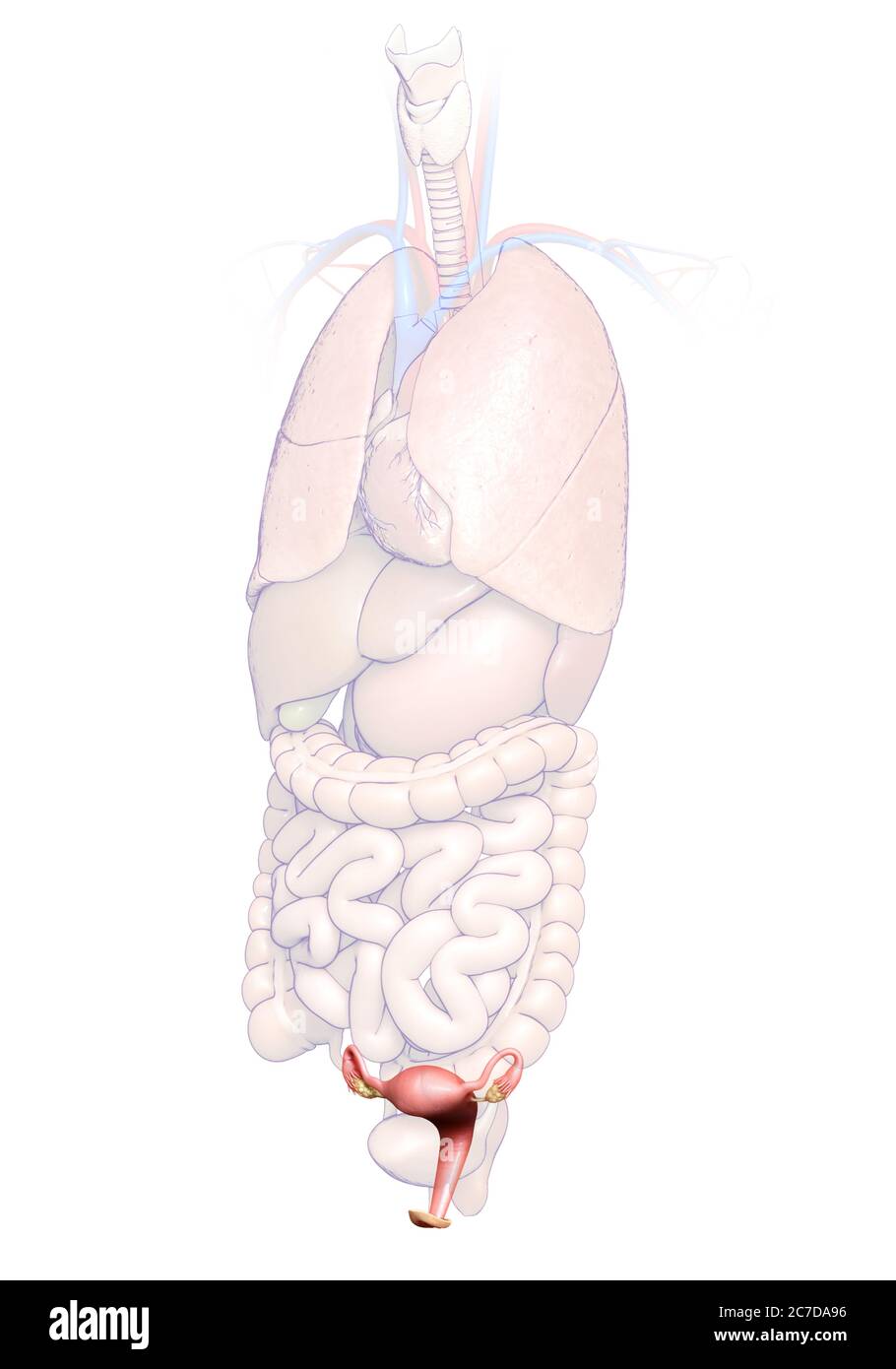 3d rendered medically accurate illustration of female uterus anatomy ...