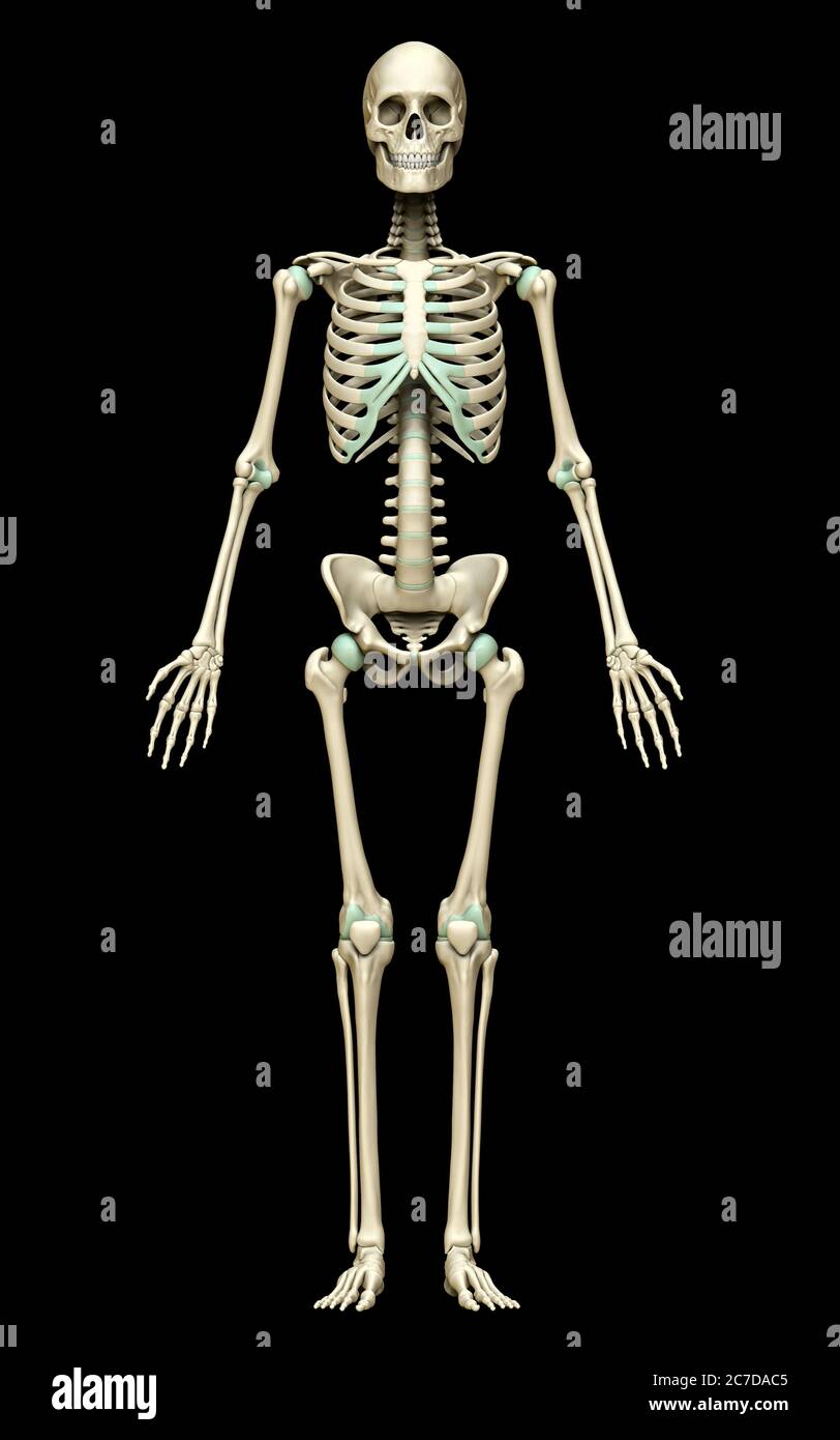 3d rendered, medically accurate illustration of the skeleton system ...