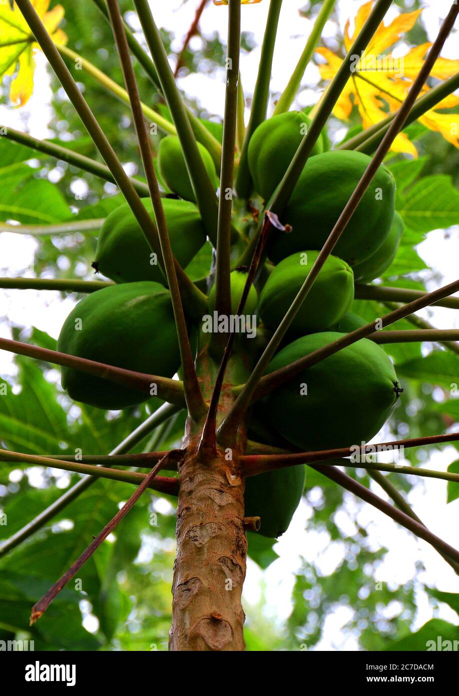 Green papaya fruits,Brazil Stock Photo - Alamy