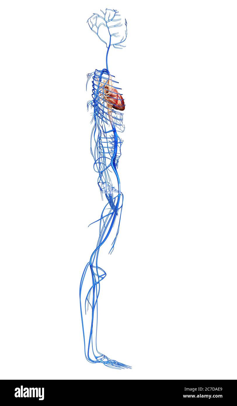 3d rendered medically accurate illustration of the Veins Stock Photo ...