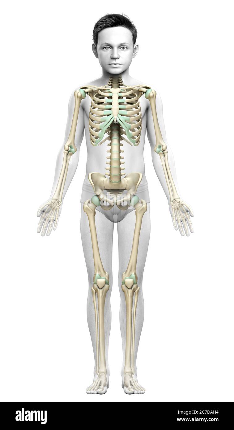 3d rendered, medically accurate illustration of a young boy skeleton ...