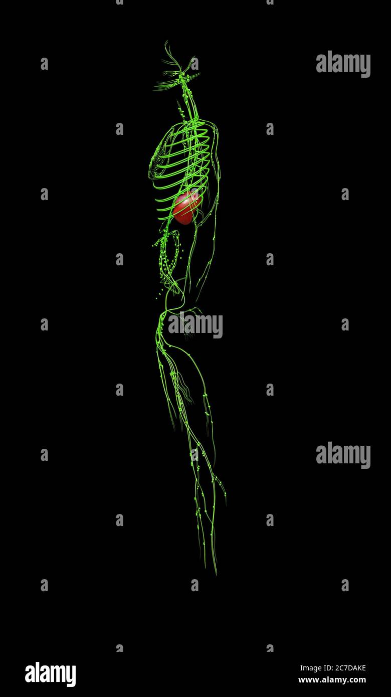 Lymphatic system of the upper body hi-res stock photography and images ...
